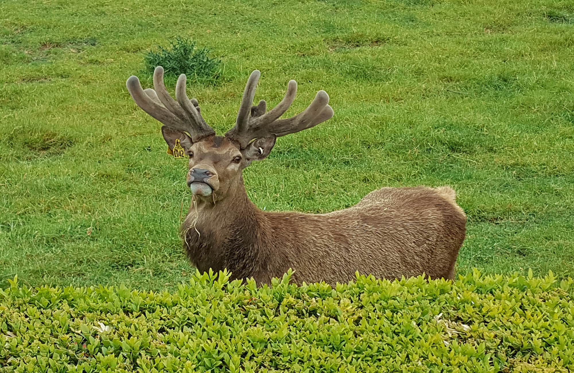 Red Stags | Red Deer Stags & Hinds | New Zealand Red Deer